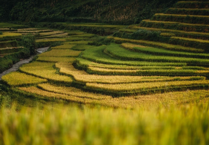 Rice Patches In Vietnam