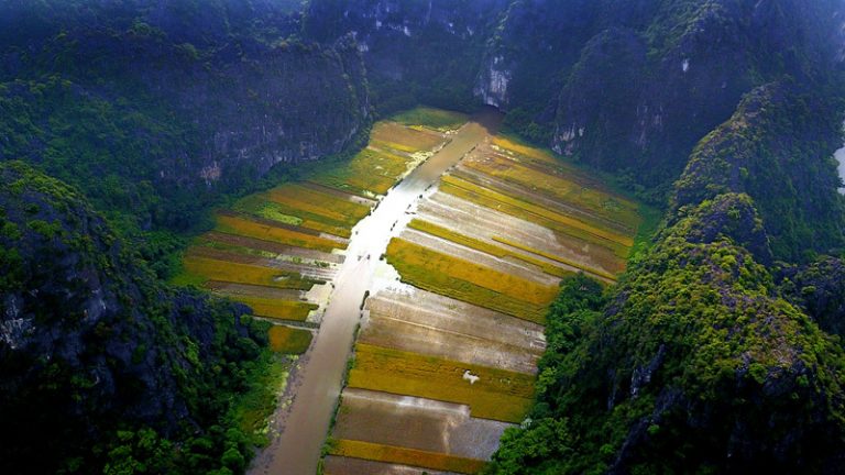 Tam Coc Golden Rice Fields in May| Best Time to visit Ninh Binh ...