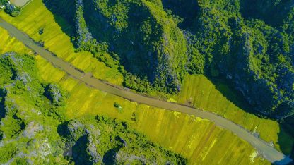 Tam Coc Golden Rice Fields in May| Best Time to visit Ninh Binh ...