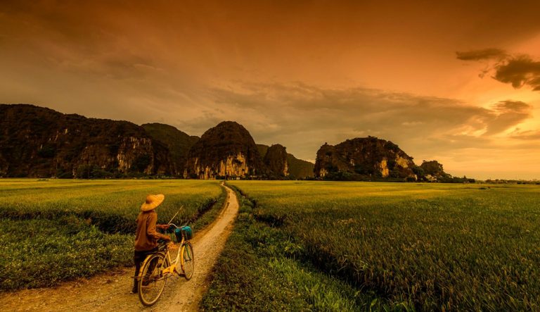 Tam Coc Golden Rice Fields in May| Best Time to visit Ninh Binh ...